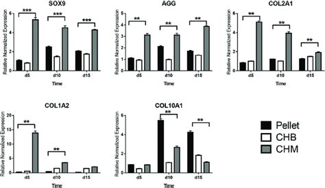 Gene Expression Of Aggrecan Type II Collagen Sox9 Type I Collagen