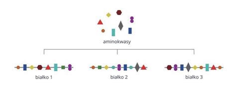 Skład chemiczny organizmów proszę opisać pytanie to przedmiot przyroda