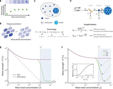 Phase Separation Provides A Mechanism To Reduce Noise In Cells Science