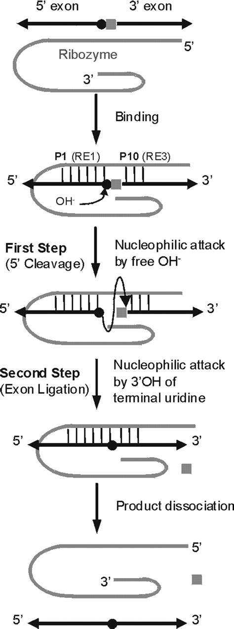 In Vivo Excision Of A Single Targeted Nucleotide From An Mrna By A