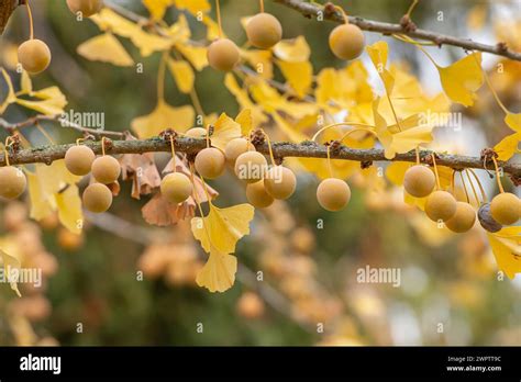 Maidenhair Tree Ginkgo Biloba Cambridge Botanical Garden Germany