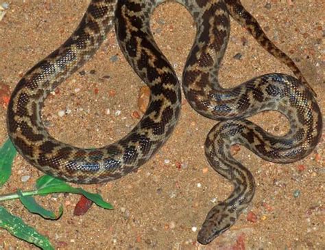 20 Types Of Pythons Species Facts And Photos