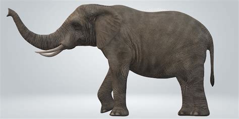 Elefante Aislado Sobre Un Fondo Transparente Archivo PSD Premium
