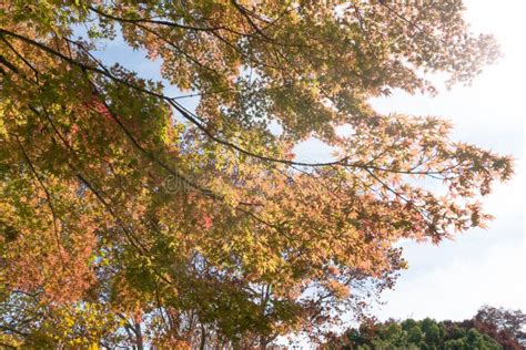 Tree Or Plant With Green Limb Leaf From Bottom View Stock Image Image Of Concept Vine 140670507