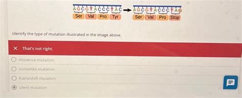 Solved Identify The Type Of Mutation Illustrated In The Chegg