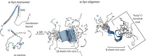 Figure 1 From Alpha Synuclein Aggregation Pathway In Parkinsons Disease Current Status And