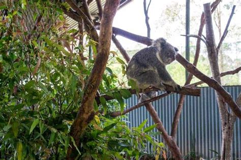 Koalas Y Canguros Los Animales Australianos Que Me Enamoraron