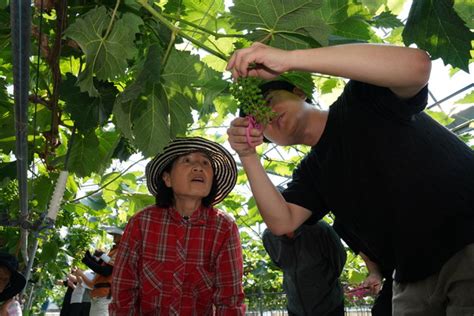 道 샤인머스켓 품질관리 농가현장교육 실시 시사경북