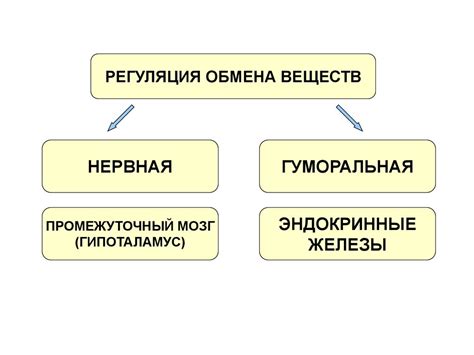 Обмен веществ и энергии презентация онлайн