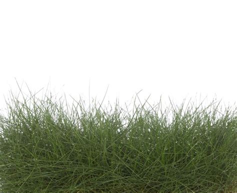 53000 Without Background Grass Pictures