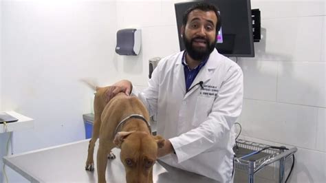 Hiperpigmentación En Perros Síntomas Causas Y Tratamiento