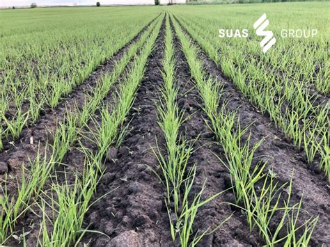 Suas Group Na Linkedin Naše Společnost Suas Agro Je Jednou Z Prvních V