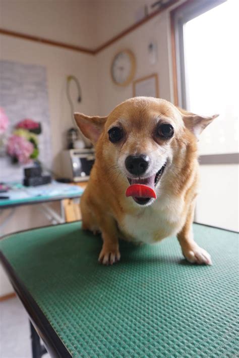 6月10日のサロン｜宮崎のドッグランはdogrun Sol