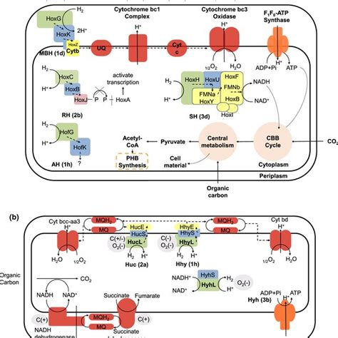 Metabolic Processes In A Cupriavidus Necator B Mycobacterium Download Scientific Diagram