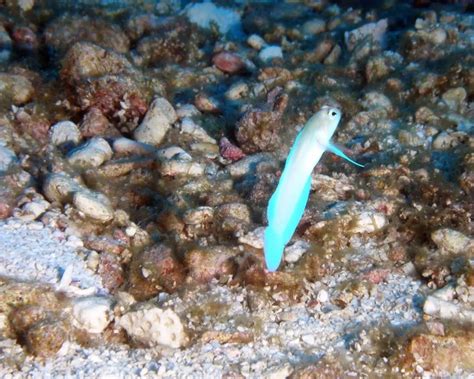 Yellowhead Jawfish Facts Diet Habitat And Pictures On Animaliabio