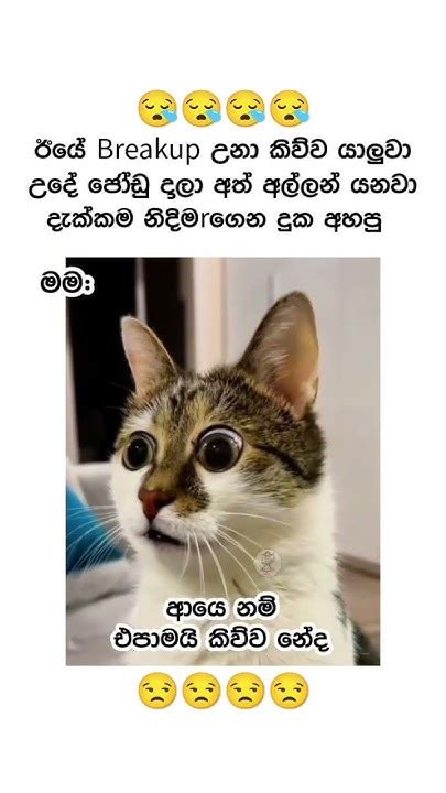 අයේ කොල් ගනින්කො😒😒trendingshotsfeedviralvideoshotssinhala