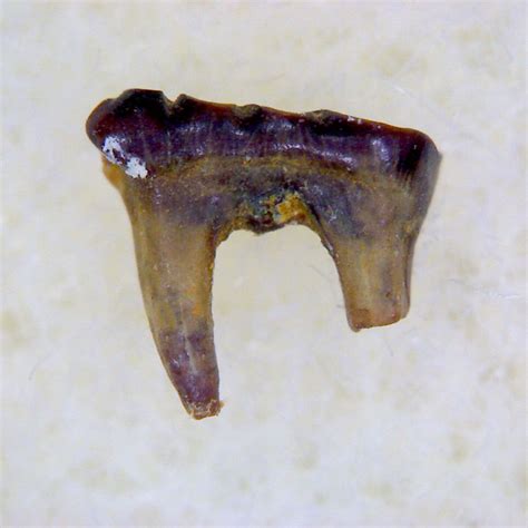 Cretaceous Mammal Mesodma Thompsoni The Natural Canvas