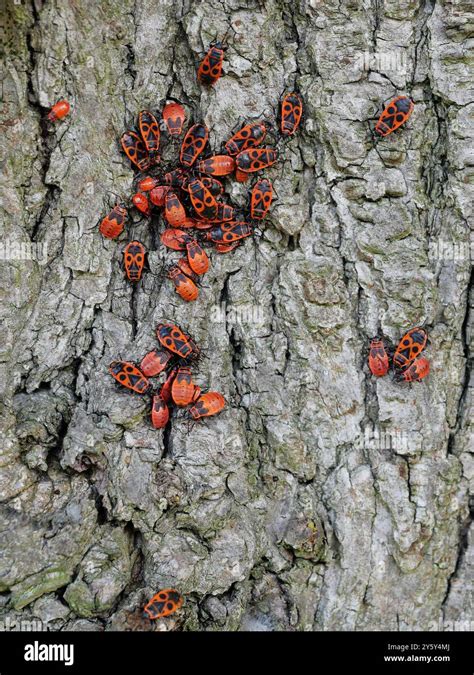 A Colony Of Fire Bugs In All Developmental Stages On A Tree Trunk
