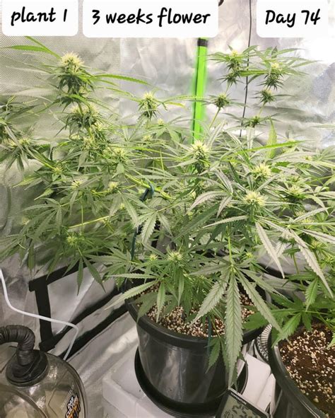How She Looking Week 3 Flower Rledgrowers