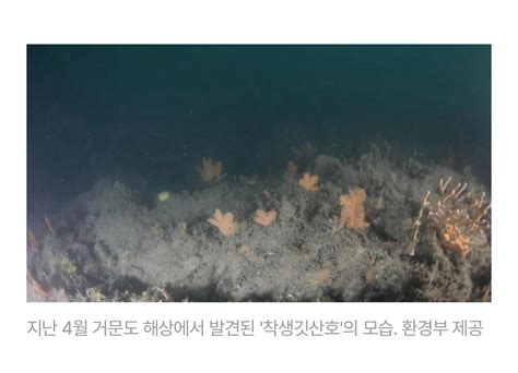 이슈 유머 해양생태계와 산호초 군락을 파괴하는 선크림 선스틱 성분