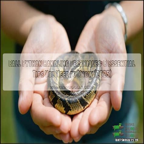 Ball Python Morph Guide 50 Stunning Colors And Patterns Revealed 2025