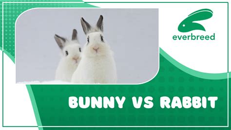 Bunny Vs Rabbit Key Differences Explained Everbreed