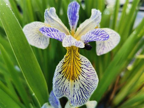 Iris Roys Repeater