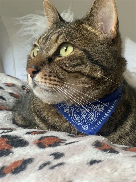 Tabby Model Rtabbycats