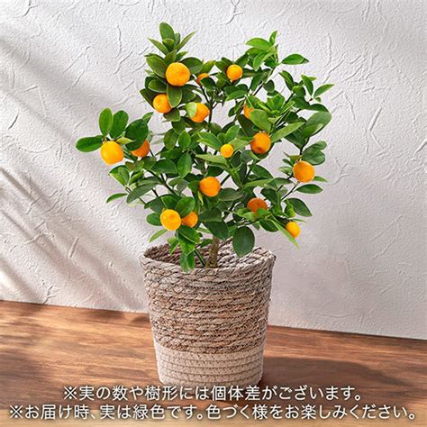 鉢植え「リンドウ花鉢」が人気｜敬老の日プレゼント