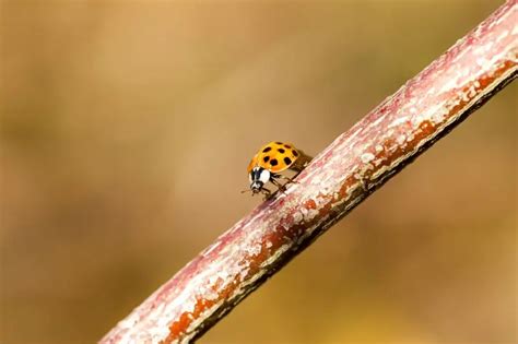 Nature Scene Picture Ladybug Wet Leaf Closeup Photos In  Format Free And Easy Download