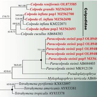The Bayesian Inference BI Tree Based On The MtSSUrRNA Gene Of Major