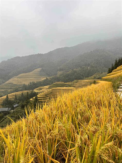 龙脊梯田世界梯田之冠地球上最美曲线 搜狐大视野 搜狐新闻