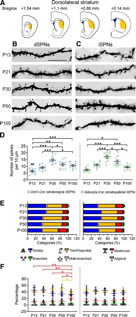 Differential Development Of Dendritic Spines In Striatal Projection Neurons Of Direct And