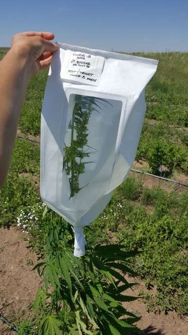 Pollen Bag Branch Dagga Garden