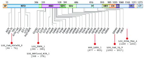 Schematic Representation Of Omicron Spike Protein Organization And