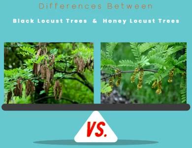 Lime Vs Lemon Trees Exploring Key Differences