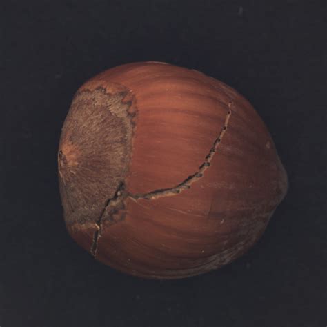 Hazelnut Defect Detection Object Detection Model V2 2025 12 01 810pm