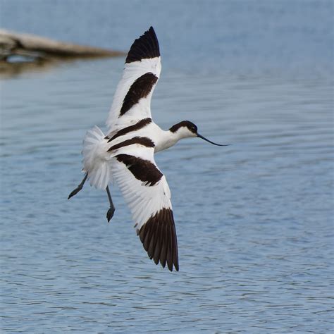 Avocette élégante | André LABETAA | Flickr