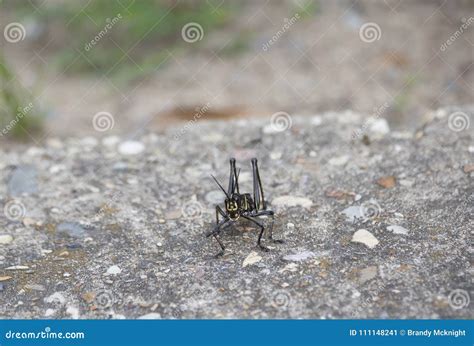 Grasshopper On Cement Stock Image Image Of Black Eyes 111148241