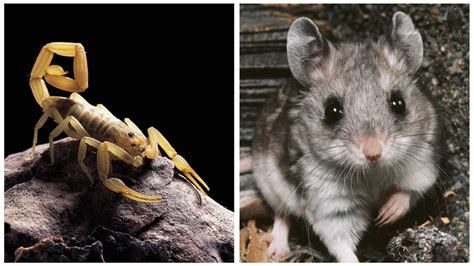 Netflix Showcases Grasshopper Mouse Immune To Scorpion Venom Short