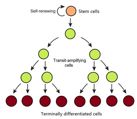 Hierarchy Of Stem Cells