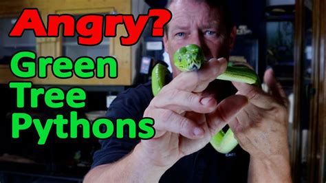 Why Green Tree Pythons Get Such A Bad Rap Youtube