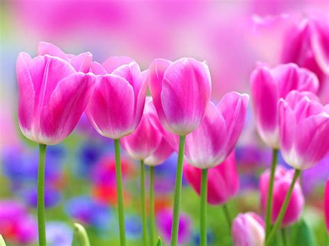 Hd Wallpaper Garden Flowers Tulips Field Park Colorful Spring