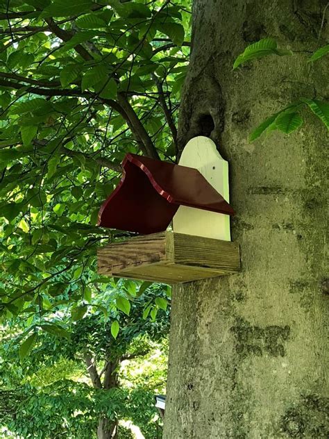 Robin Nesting Box