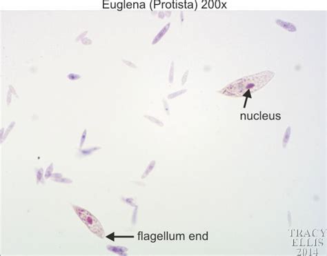 Euglena Under Microscope Labeled