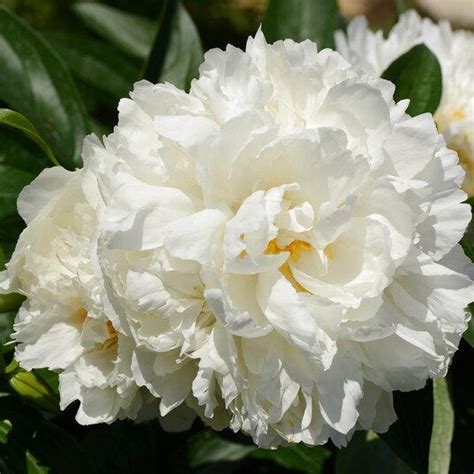 Пион Гардения (Gardenia): описание, фото, посадка и уход, отзывы