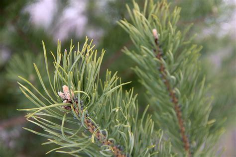 Почки сосны или Pinus gemmas 2022 | ВКонтакте