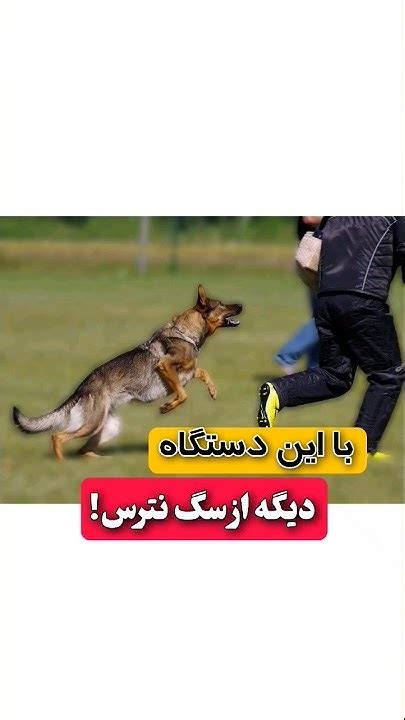 راه حلی برای کسایی که از سگ میترسن و این موضوع تبدیل به دغدغه‌ فکریشون