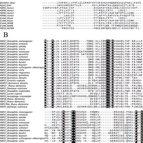sequence analysis of the n terminal region of different shsp the download scientific diagram