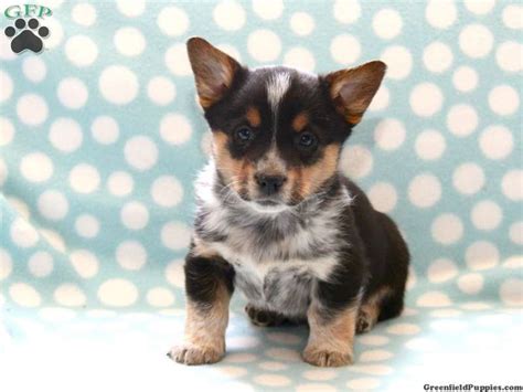 Blue Heeler Corgi Mix Puppies For Sale Amphibian Plant Examples
